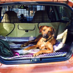 Chicora Rhodesian Ridgebacks – Responsibly & Ethically Bred In Western ...