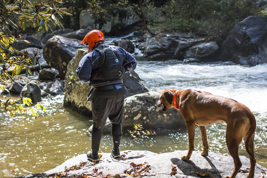 Chicora Rhodesian Ridgebacks – Responsibly & Ethically Bred In Western ...