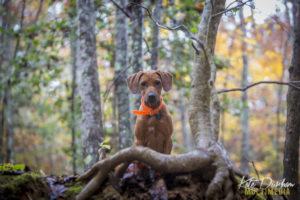 Responsibly Bred Rhodesian Ridgebacks – In Western North Carolina