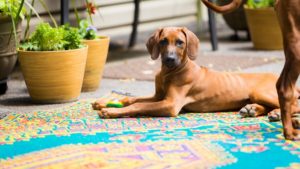 Responsibly Bred Rhodesian Ridgebacks – In Western North Carolina