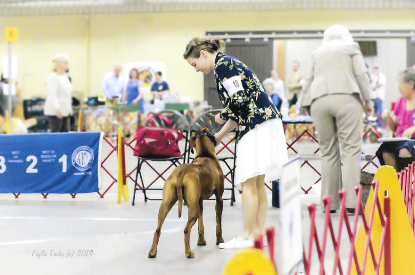 Chicora Rhodesian Ridgebacks – Responsibly & Ethically Bred In Western ...