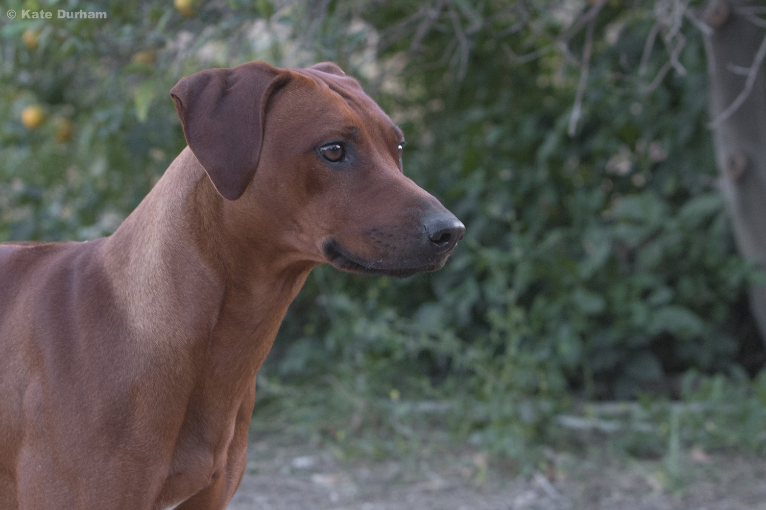The Dogs – Chicora Rhodesian Ridgebacks
