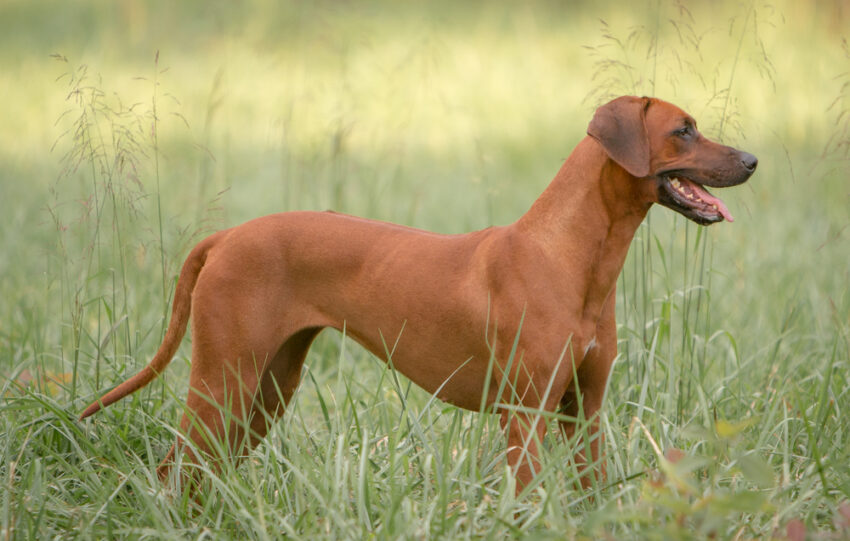 The Dogs | Chicora Rhodesian Ridgebacks