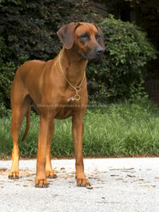 Responsibly Bred Rhodesian Ridgebacks – In Western North Carolina