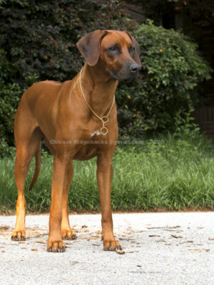 Responsibly Bred Rhodesian Ridgebacks – In Western North Carolina