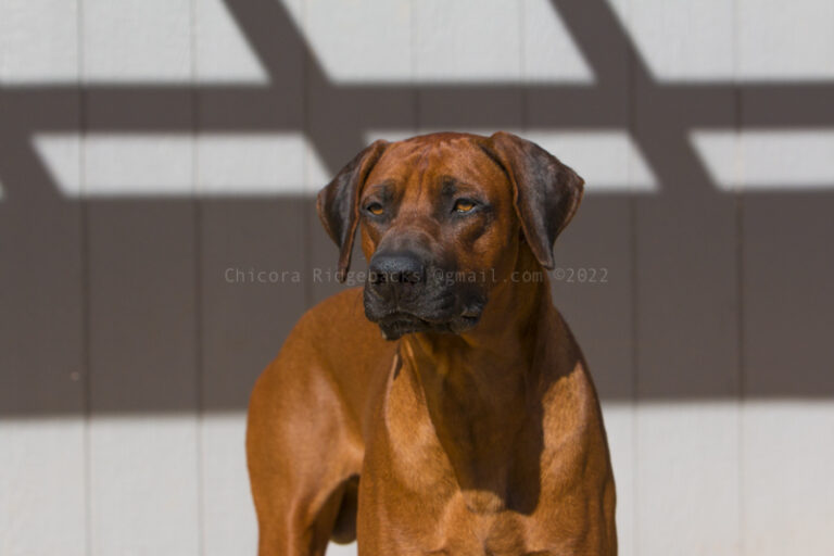 Responsibly Bred Rhodesian Ridgebacks – In Western North Carolina