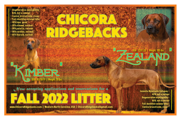 Responsibly Bred Rhodesian Ridgebacks – In Western North Carolina