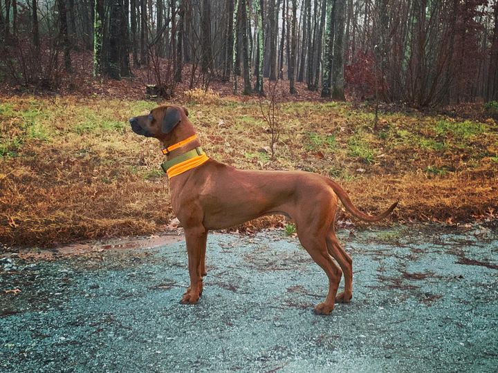 Blue Rhodesian Ridgeback